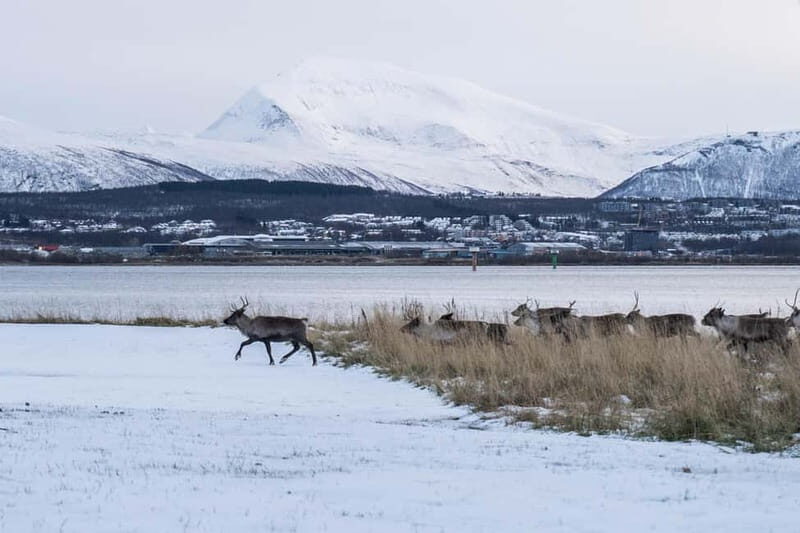 Tromsø: Fjord Tour to Sommarøy with Expert Guide in Spanish - Who Should Consider This Tour?