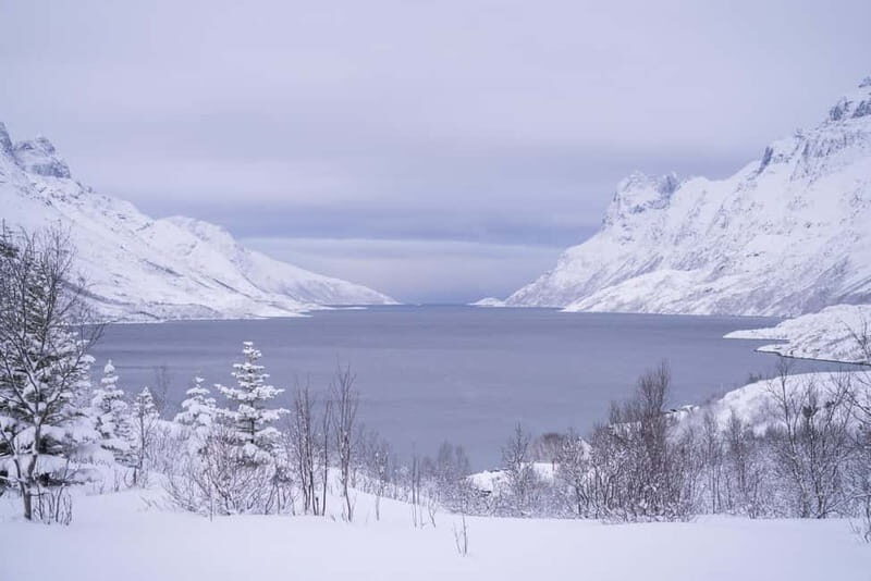 Tromsø: Fjord Tour to Sommarøy with Expert Guide in Spanish - The Sum Up