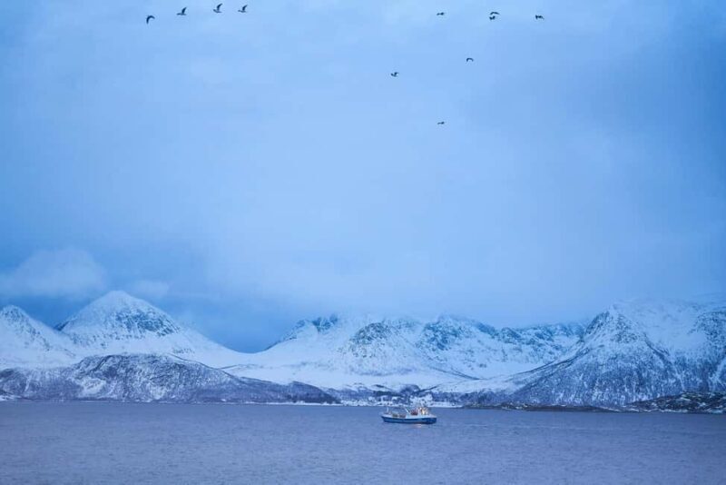 Tromsø: Fjord tour to Sommarøya - Exploring Tromsø’s Fjord Beauty