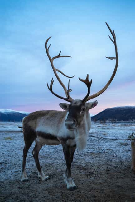 Tromsø: Fjords and Sommarøy Tour with Warm Local Lunch - Summary of the Experience