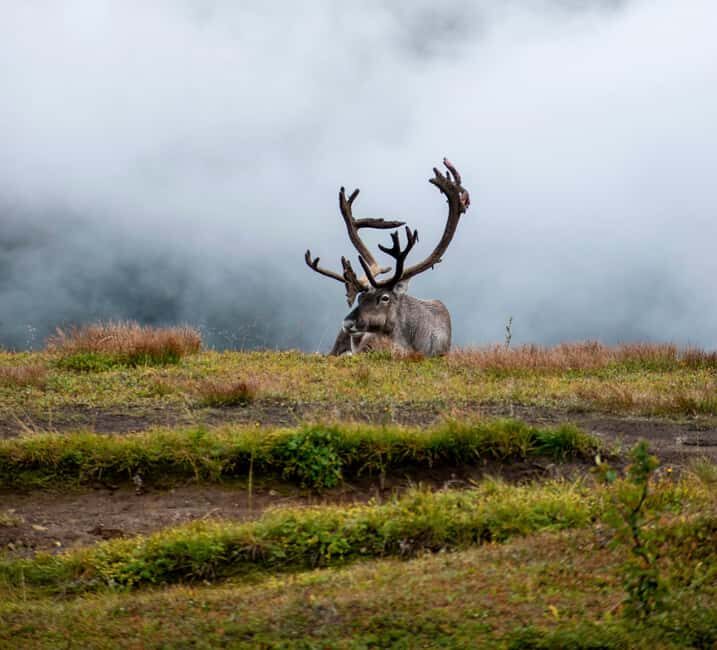 Tromsø: Fjords and Sommarøy Tour with Warm Local Lunch - FAQ Section