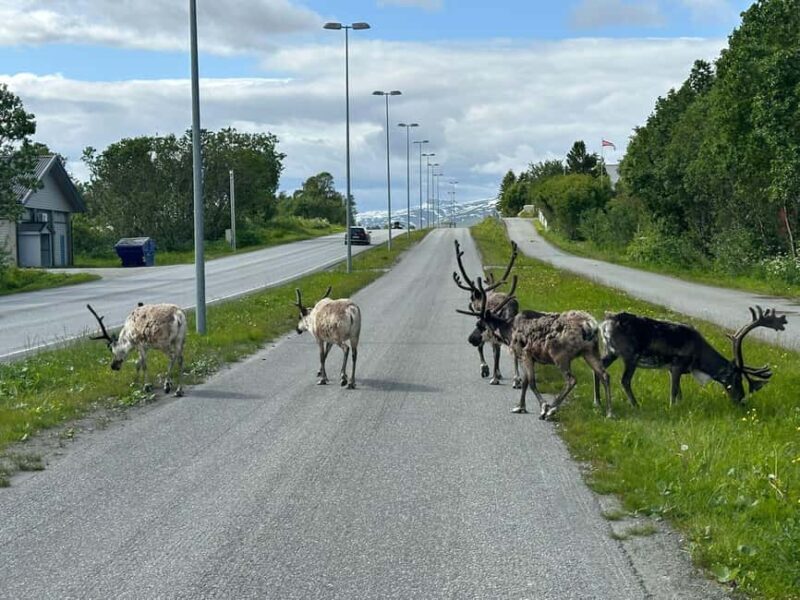 Tromsø: Fjords and Wildlife Tour in a Minibus - Exploring the Tromsø Fjords and Wildlife Tour in Detail