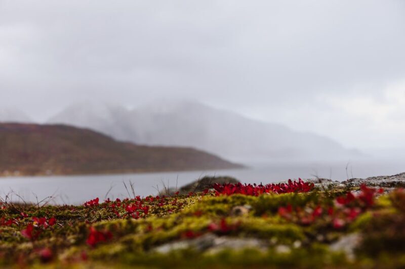 Tromso: Guided Fjord Expedition in Kvaløya with Light Lunch - The Final Scenic Highlights and Return