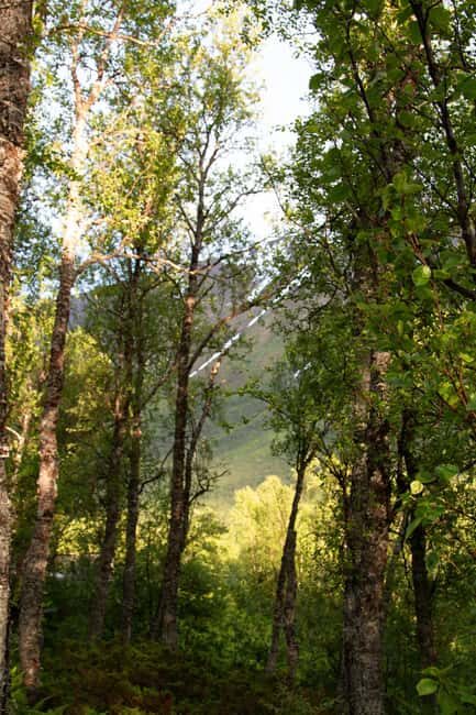 Tromsø: Guided Forest Bathing Experience - What is the Tromsø Forest Bathing Experience?