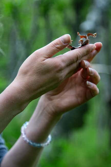 Tromsø: Guided Forest Bathing Experience - Authentic Experiences and Traveler Feedback