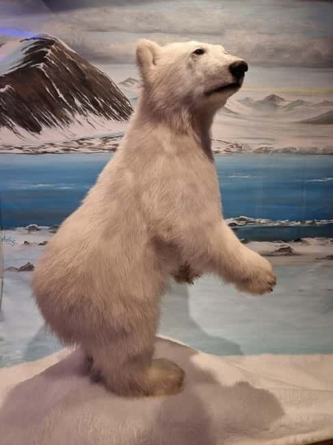 Tromsø: Guided Polar Bear Walk incl. Polaria & Polar Museum - Exploring Tromsø: A Guided Polar Bear Walk with Museums and Local Insights