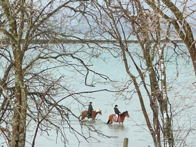 Tromsø: Horseback Riding Tour vinter/summer - Who Will Love This Tour?
