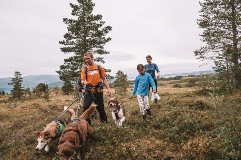 Tromsø: Husky Hike and Puppy Visit with Traditional Lunch - An In-Depth Look at the Tour