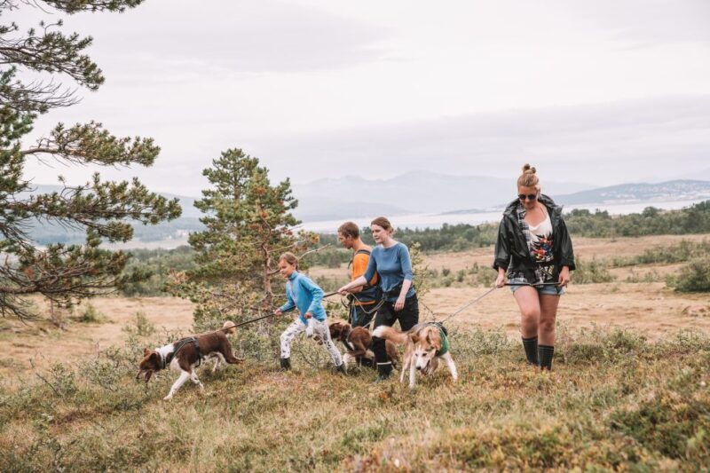 Tromsø: Husky Hike and Puppy Visit with Traditional Lunch - Who Would Love This Tour?