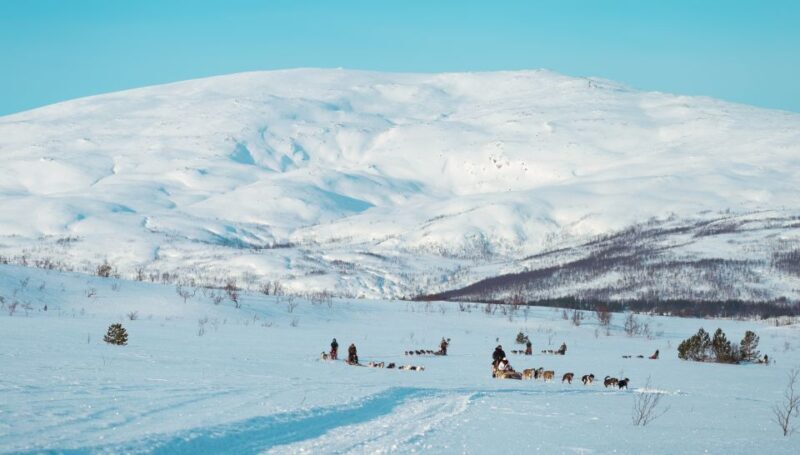 Tromsø: Husky Sled Self-Drive with Traditional Lunch - Key Points