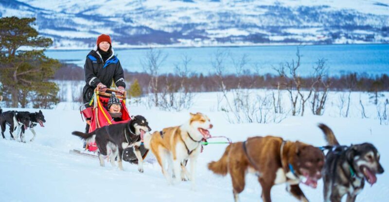 Tromsø: Husky Sled Self-Drive with Traditional Lunch - The Experience in Detail