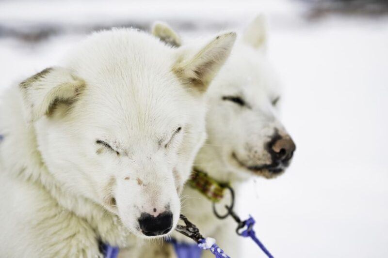 Tromsø: Husky Sled Self-Drive with Traditional Lunch - Considerations and Tips