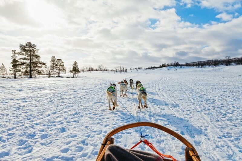 Tromsø: Husky Sled Self-Drive with Traditional Lunch - Frequently Asked Questions
