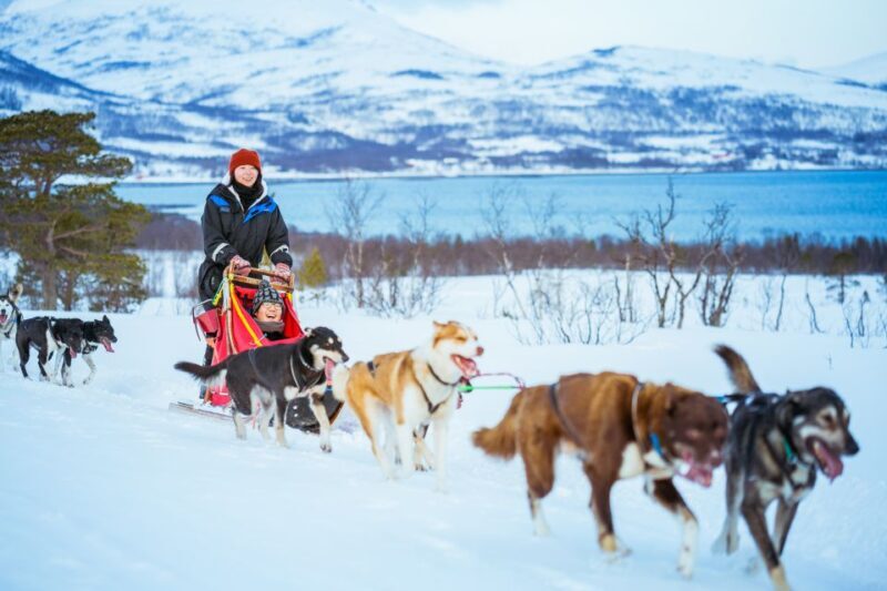 Tromsø: Husky Sled Self-Drive with Traditional Lunch - Final Thoughts
