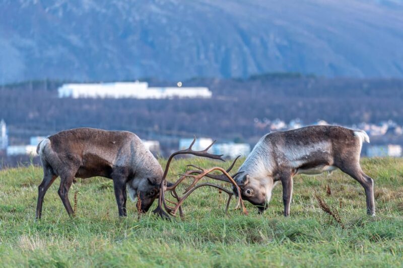 Tromsø: Kvaløya & Sommarøy Guided Tour - Who Should Consider This Experience?