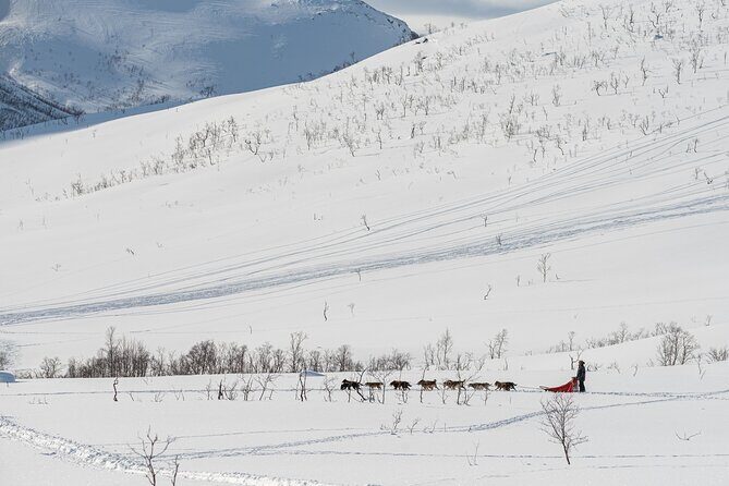 Tromsø: Kvaløya & Sommarøy Guided Tour - The Guide and the Overall Experience