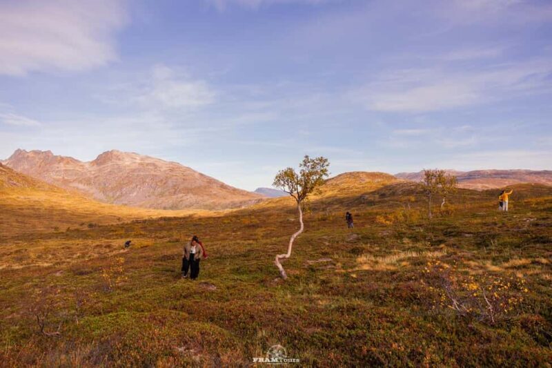 Tromsø: Lyngen Alps Sightseeing Tour with Lunch - The Sum Up: Who Will Love This Tour?