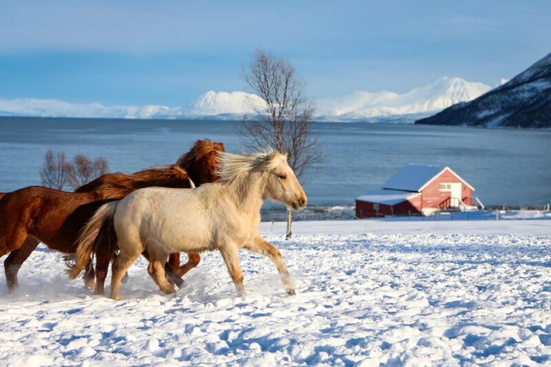 Tromsø: Lyngen Horse Stud Farm Visit - What the Reviews Say