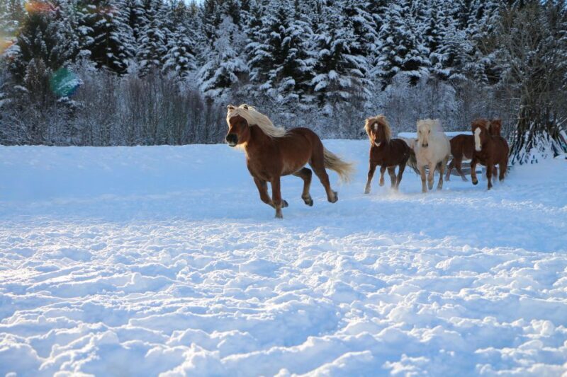Tromsø: Lyngen Horse Stud Farm Visit - FAQ