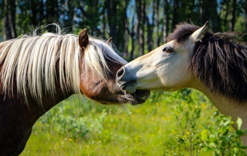 Tromsø: Lyngen Horse Summer Evening Riding Experience - Key Points