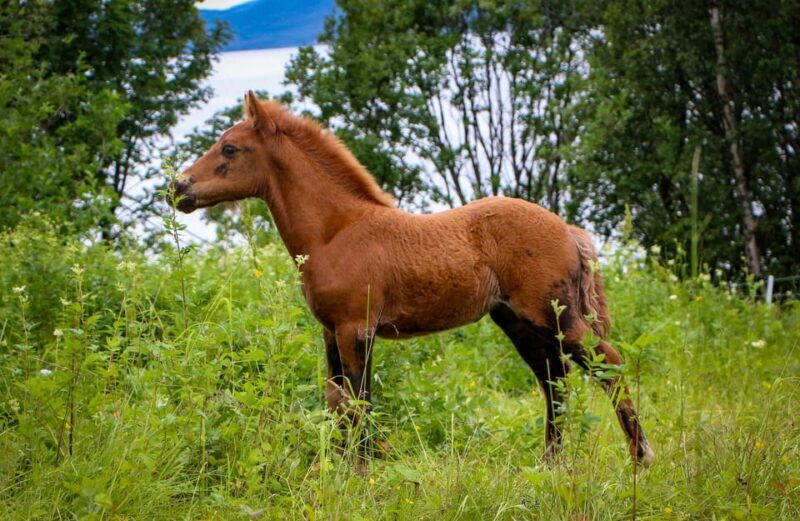 Tromsø: Lyngen Horse Summer Evening Riding Experience - Interacting with the Horses and End-of-Ride Care