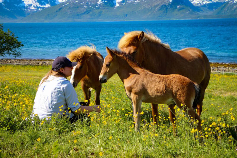 Tromsø: Lyngen Horse Summer Evening Riding Experience - The Value of the Experience