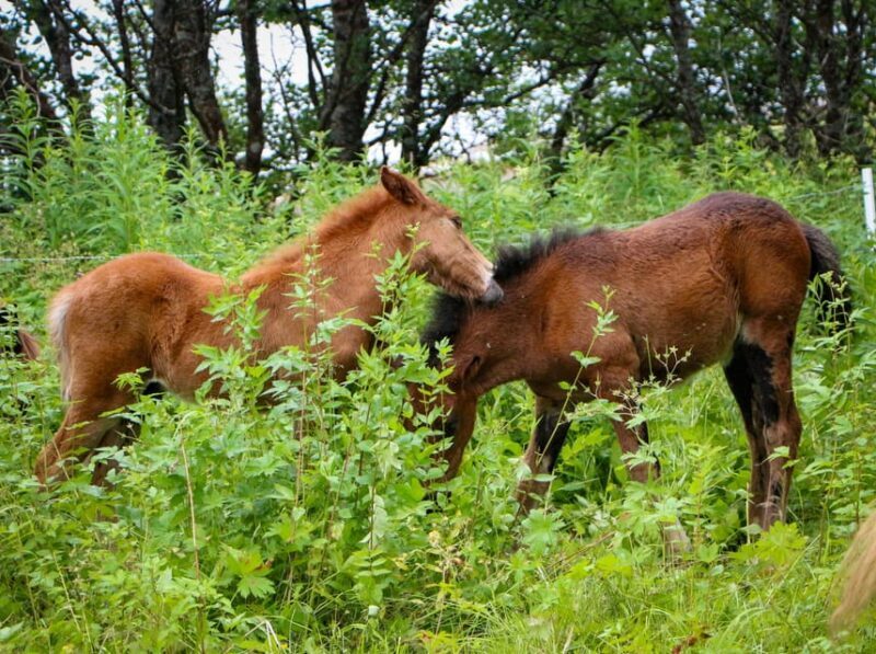 Tromsø: Lyngen Horse Summer Evening Riding Experience - The Sum Up