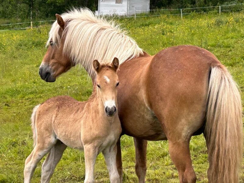 Tromsø: Lyngen Horse Summer Riding Experience - A Detailed Look at the Lyngen Horse Summer Riding Experience