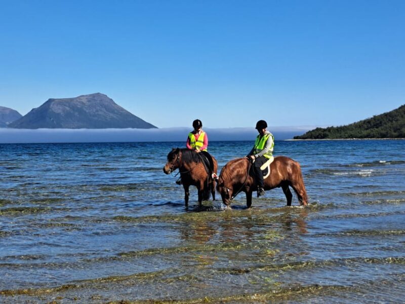 Tromsø: Lyngen Horse Summer Riding Experience - Is This Tour Worth the Price?
