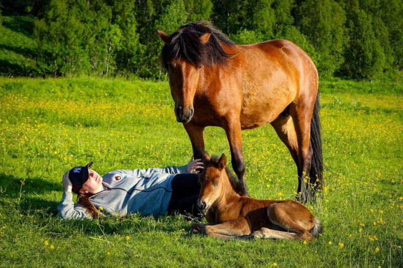Tromsø: Lyngen Horse Summer Riding Experience - Who Would Love This Experience?