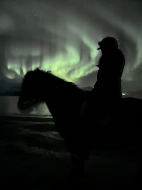Tromsø: Lyngen Horse Winter Evening Riding Experience - Authentic Reviews and What Travelers Say