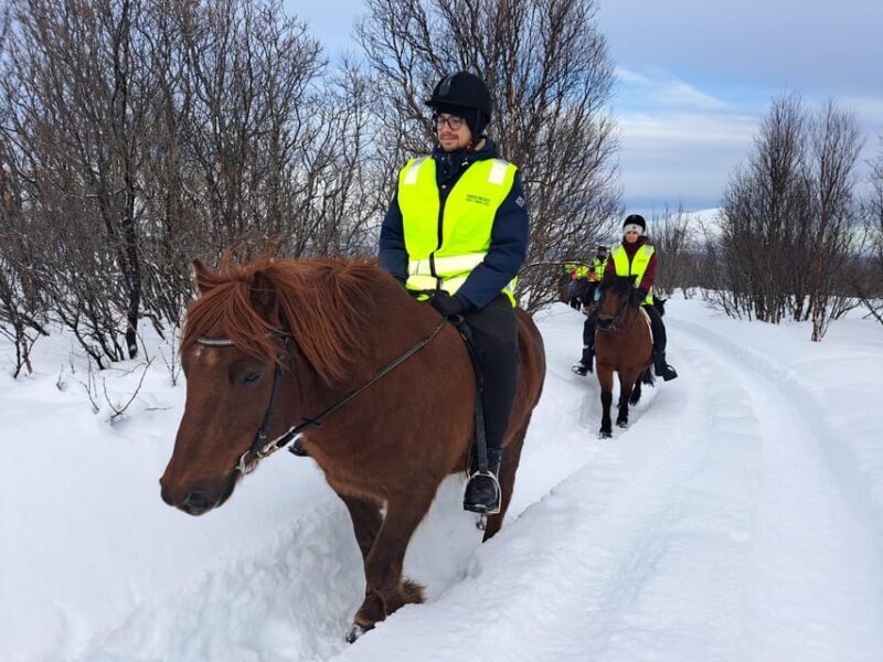 Tromsø: Lyngen Horse Winter Riding Experience - A Closer Look at the Tromsø Lyngen Horse Winter Riding Experience