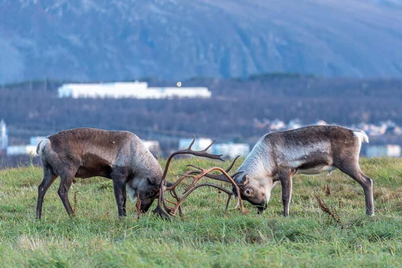 Tromsø: Midnight Fjord Tour - FAQs
