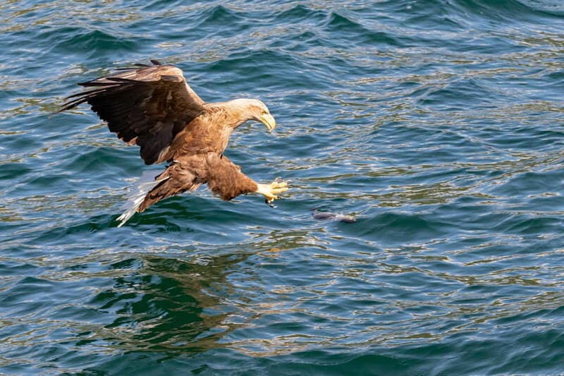 Tromsø: Midnight Sightseeing Cruise All-inclusive - The Experience: What Makes This Tour Stand Out