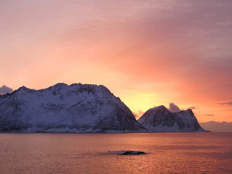 Tromsø: Midnight Sightseeing Cruise All-inclusive - Final reflections: Is this tour worth it?