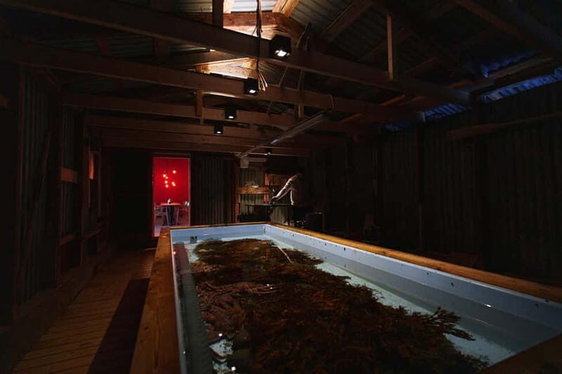Tromsø: Northern Lights Live King Crab Dinner by the Sea - FAQ