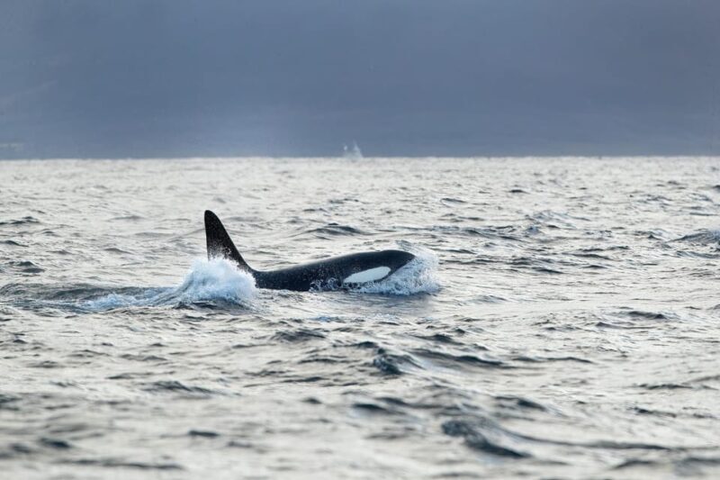 Tromsø: Orca and Whale Watching comfort heated boat Trip - Key Points