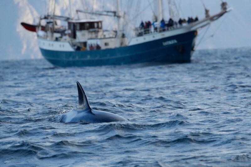 Tromsø: Orca and Whale Watching comfort heated boat Trip - An Experience Crafted for Wildlife Lovers and Photographers