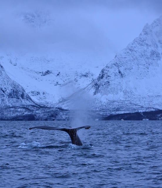 Tromsø: Orca and Whale Watching comfort heated boat Trip - Comfort and Convenience for Photographers and Wildlife Enthusiasts