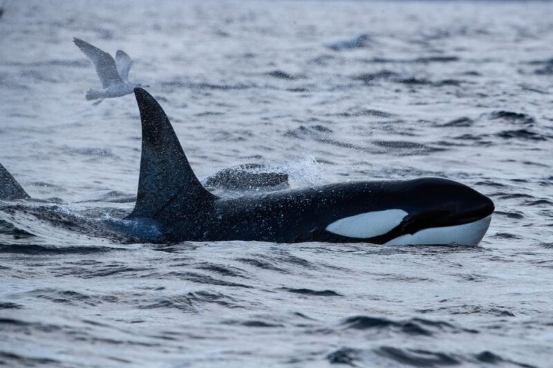 Tromsø: Orca and Whale Watching comfort heated boat Trip - The Value of This Tour