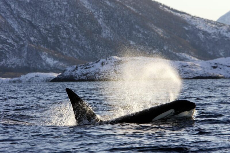 Tromsø: Orca and Whale Watching comfort heated boat Trip - Frequently Asked Questions
