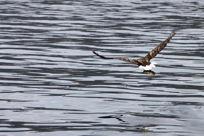 Tromsø: Polar Fjord & Fishing Cruise with Lunch included - The Sum Up