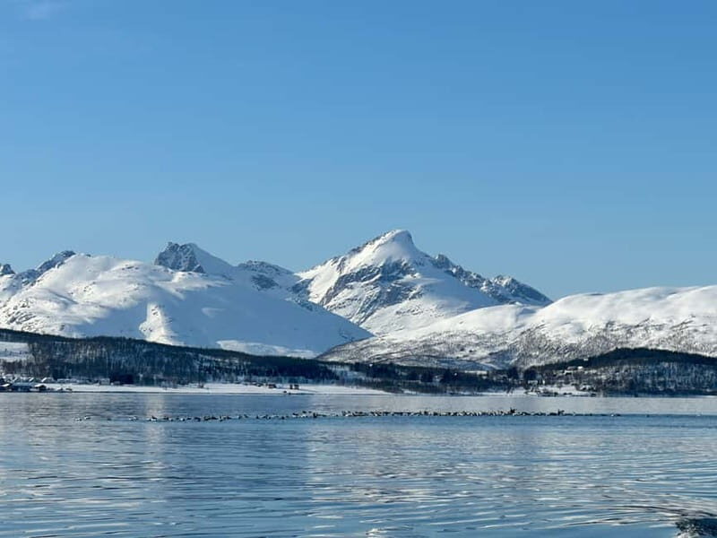 Tromsø: Private Fjord Boat Tour Around the City - Key Points