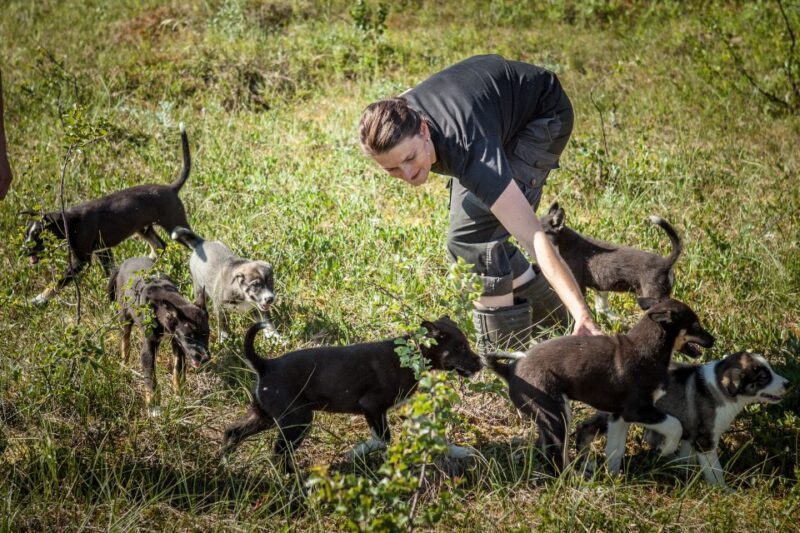 Tromsø: Puppy Training at the Husky Kennel with Lunch - The Value and Practical Details