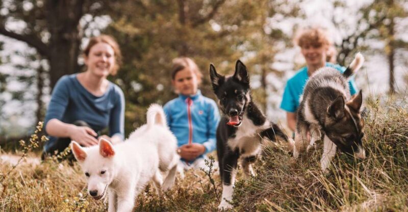 Tromsø: Puppy Training at the Husky Kennel with Lunch - Who Should Consider This Tour?