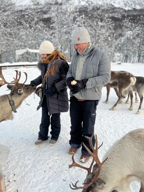 Tromsø: Reindeer Experience at a Sami Camp - Tromsø: Reindeer Experience at a Sami Camp — The Travel Insider’s Guide
