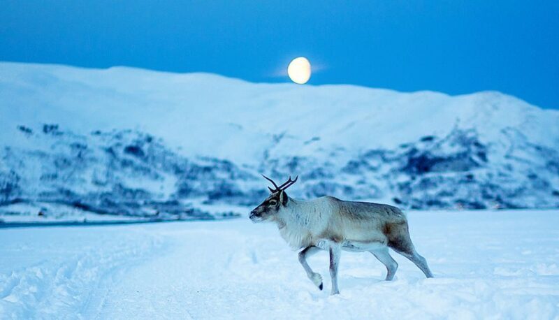 Tromsø: Reindeer Feeding with Chance of Northern Lights - Final Thoughts