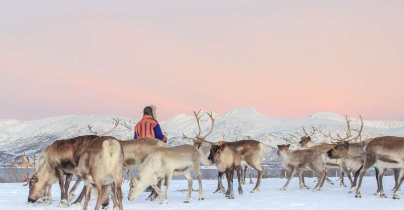Tromsø: Reindeer Ranch and Sami Cultural Tour with Lunch - An In-Depth Look at the Experience