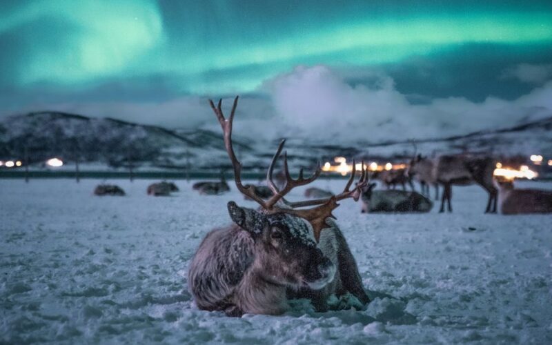 Tromsø: Reindeer Sled, Dinner, and Northern Lights Day Trip - An In-Depth Look at the Experience