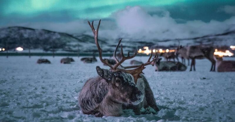 Tromsø: Reindeer Sled, Dinner, and Northern Lights Day Trip - FAQs